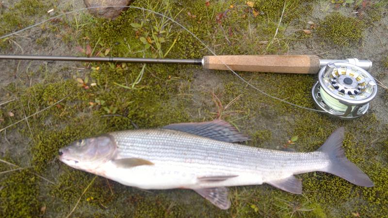 Det er ikke synet ditt det er noe galt med, kvaliteten på dette bildet ...